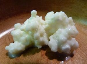 A2/A2 Kefir Grains – HEIRLOOM – Amos Miller Organic Farm