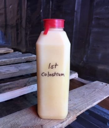 Frozen Goat Colostrum – A2/A2 – Amos Miller Organic Farm