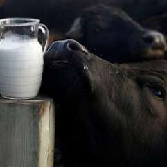 A2/A2 Water Buffalo Dairy – Amos Miller Organic Farm