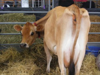 Got A2/A2 Milk? – Amos Miller Organic Farm