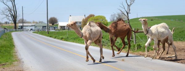 About Us – Amos Miller Organic Farm