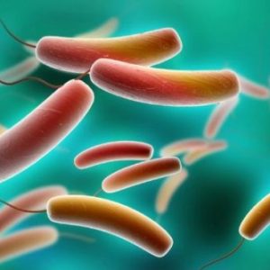 Amos Miller Organic Farm – Organic Amish Food Grown as God Intended